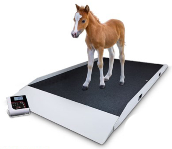 Rice Lake VS-40 Large Dual Ramp Large Animal Veterinary Scale ...