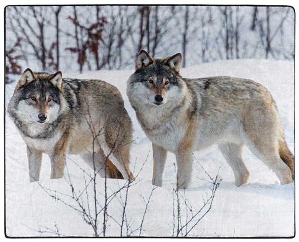 Northwest Winter Wolves Stare Raschel Throw - Soccer Equipment and Gear